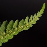 Como fazer roxo claro com tintas básicas - Como Fazer Dicas